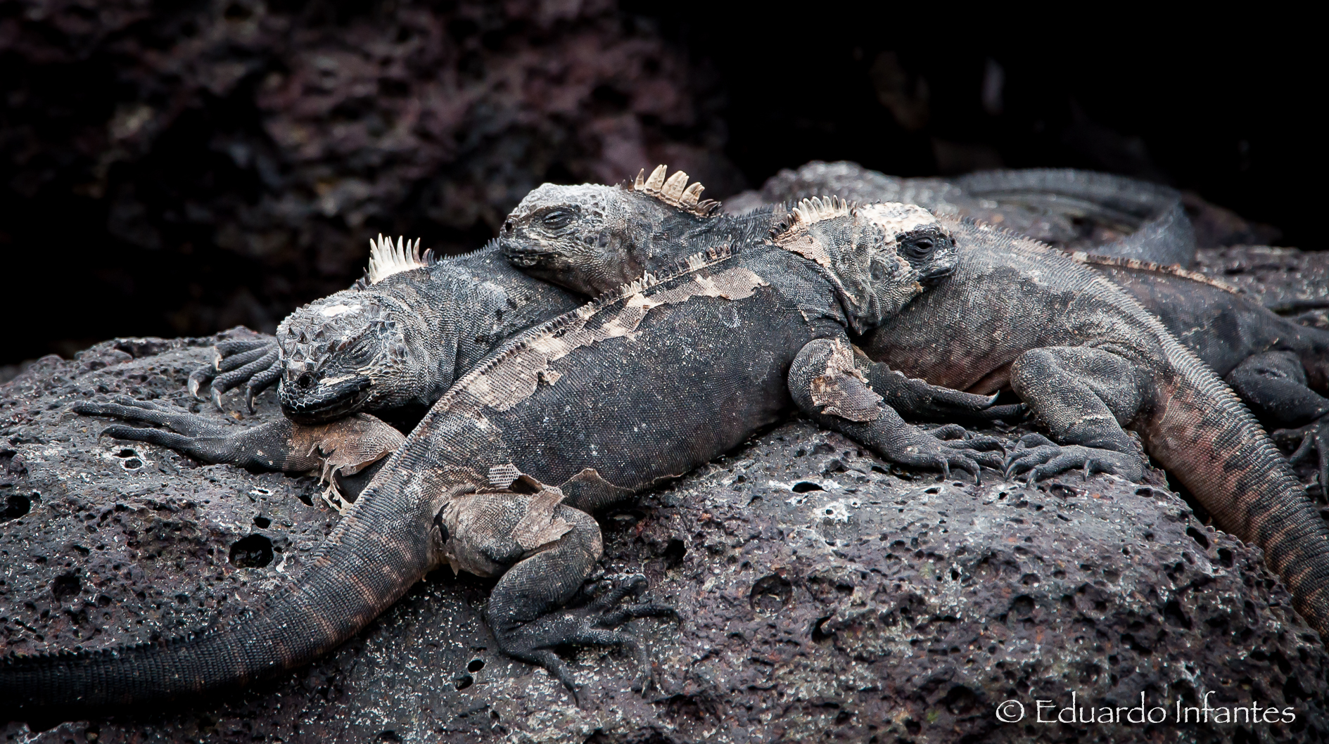 Marine Iguanas Molting Skin on Volcanic Rock in Galapagos. - Eduardo ...