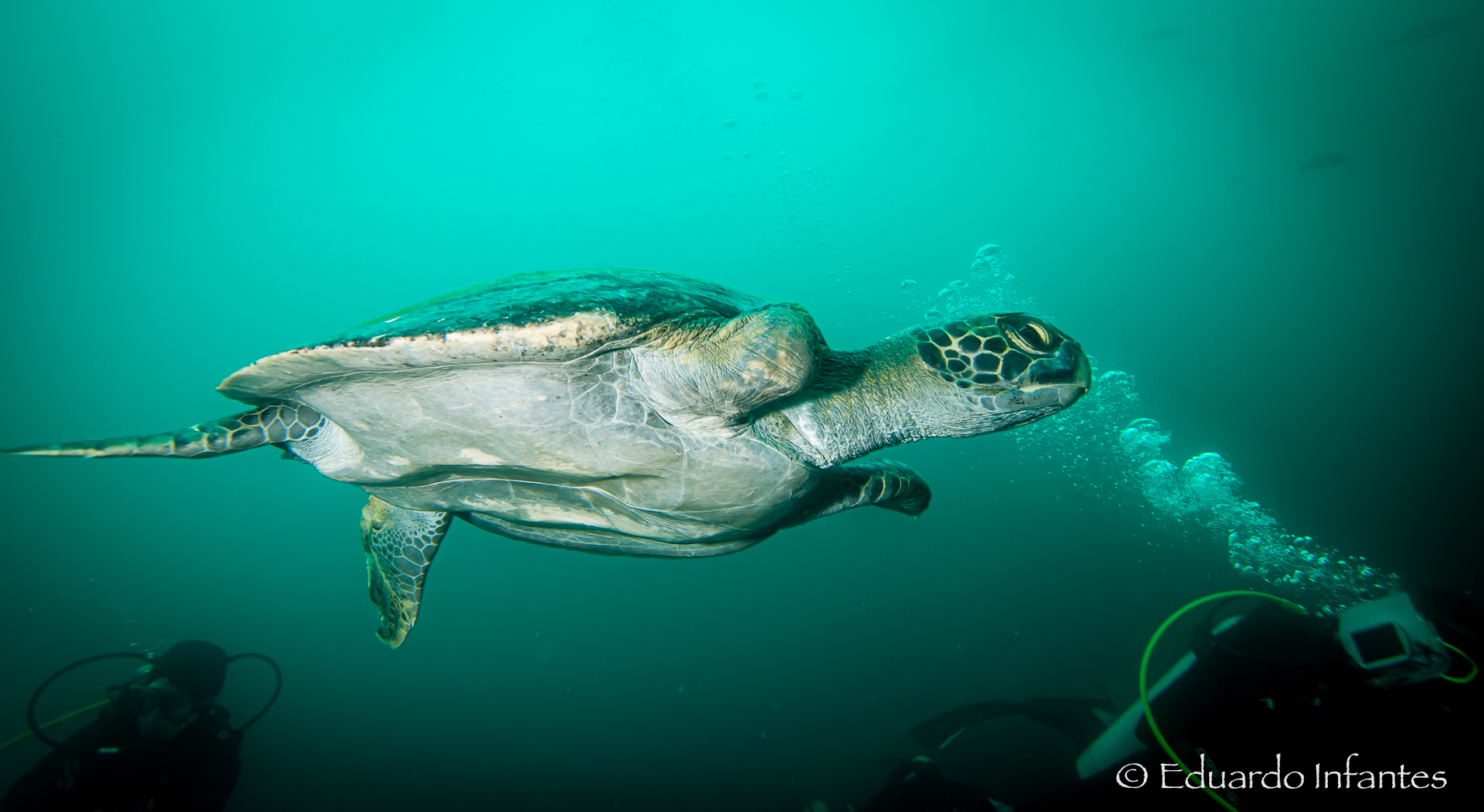 Tortuga marina con la aleta delantera amputada. Marine turtle without ...