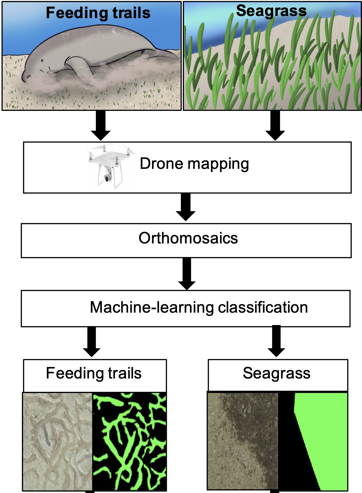 Monitoring dugong foraging: drones uncover threat
